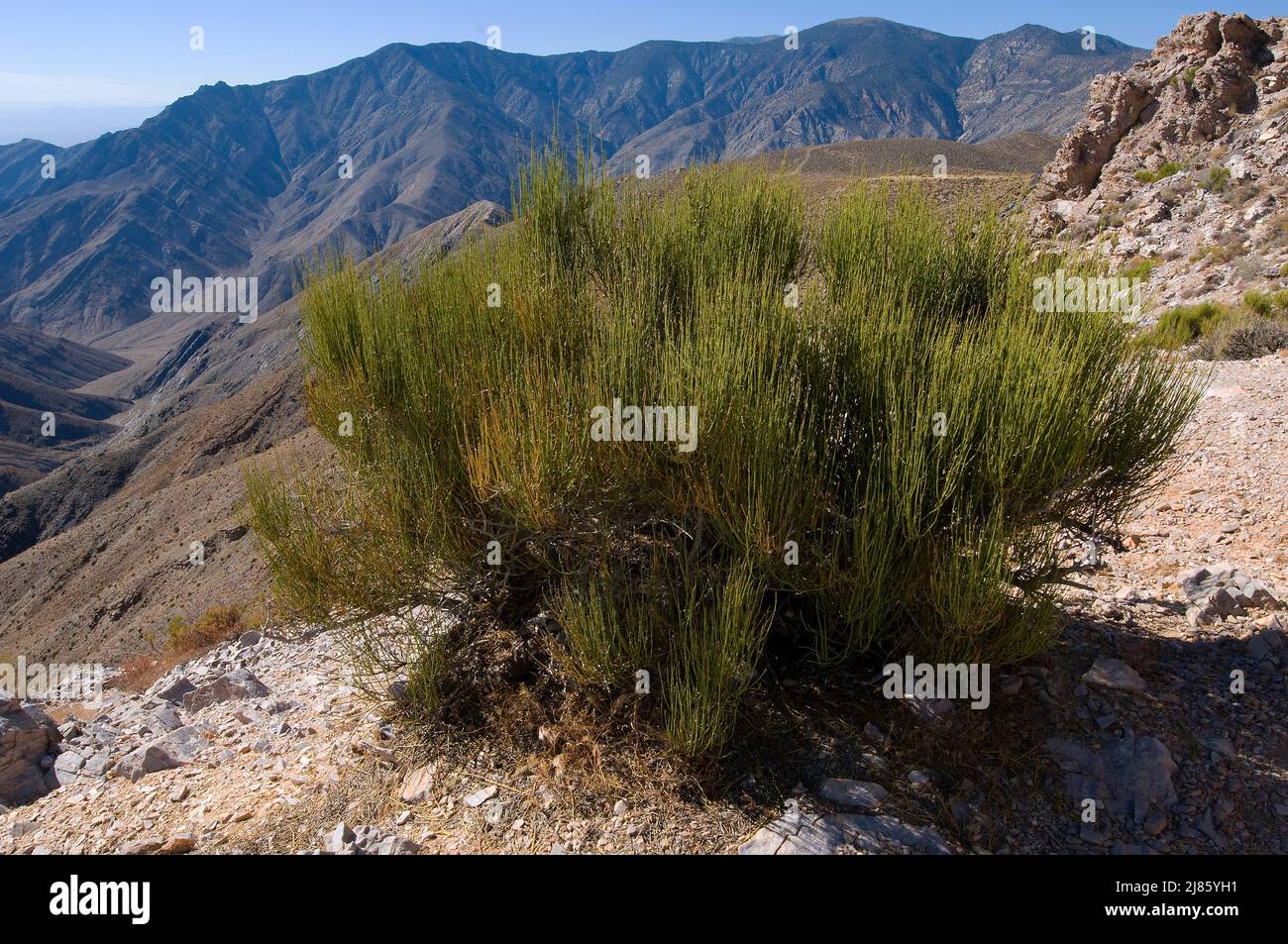 Mormon tea bush Death Valley national Park Panamint Range US ; Death ...