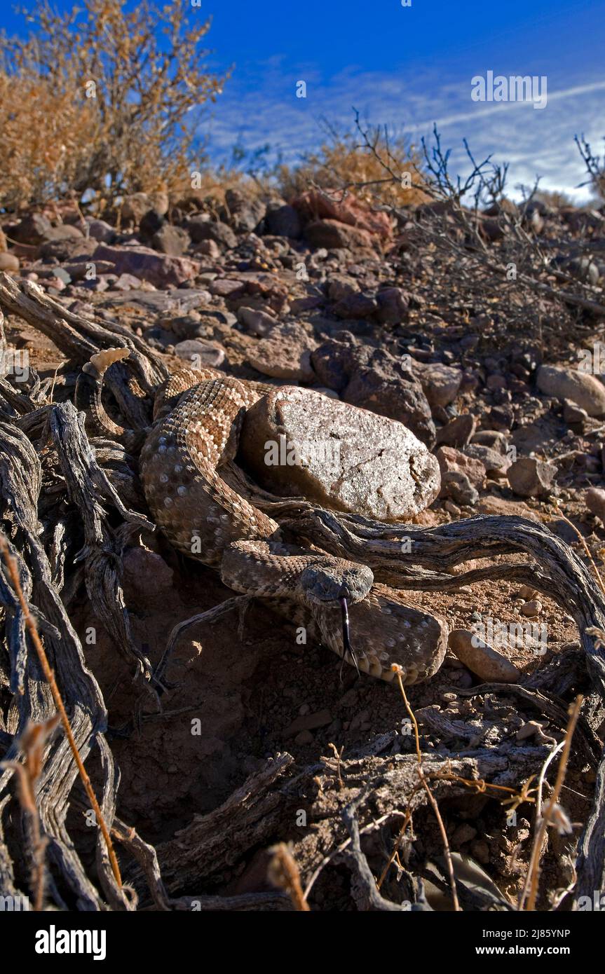 Rattlesnake roots hi-res stock photography and images - Alamy