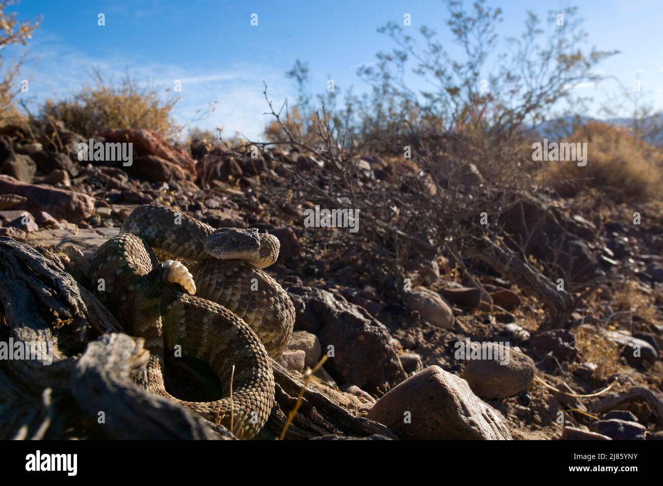 Rattlesnake roots hi-res stock photography and images - Alamy