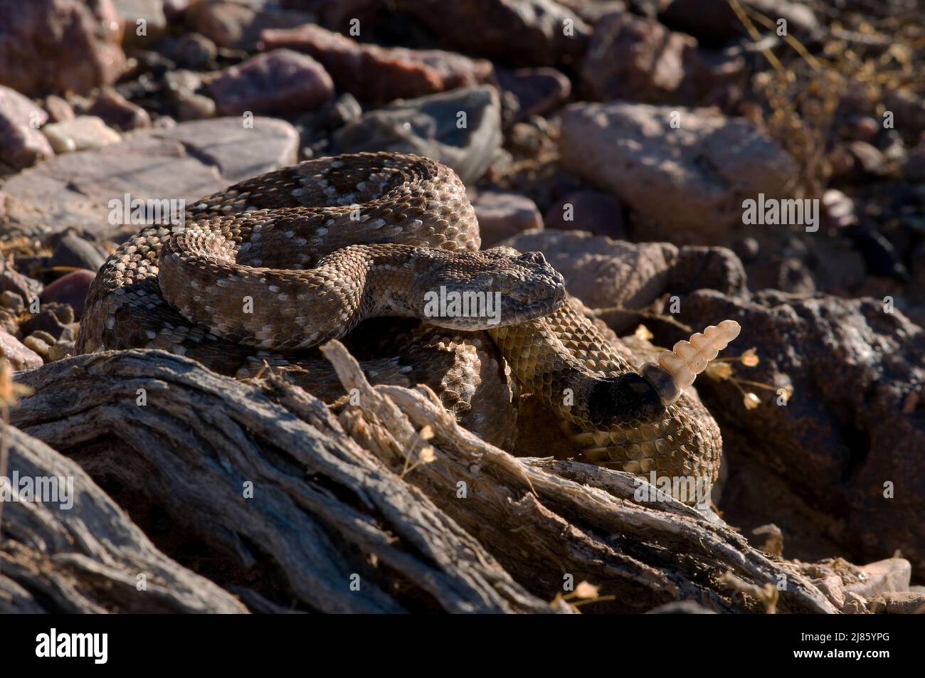 Rattlesnake root hi-res stock photography and images - Alamy