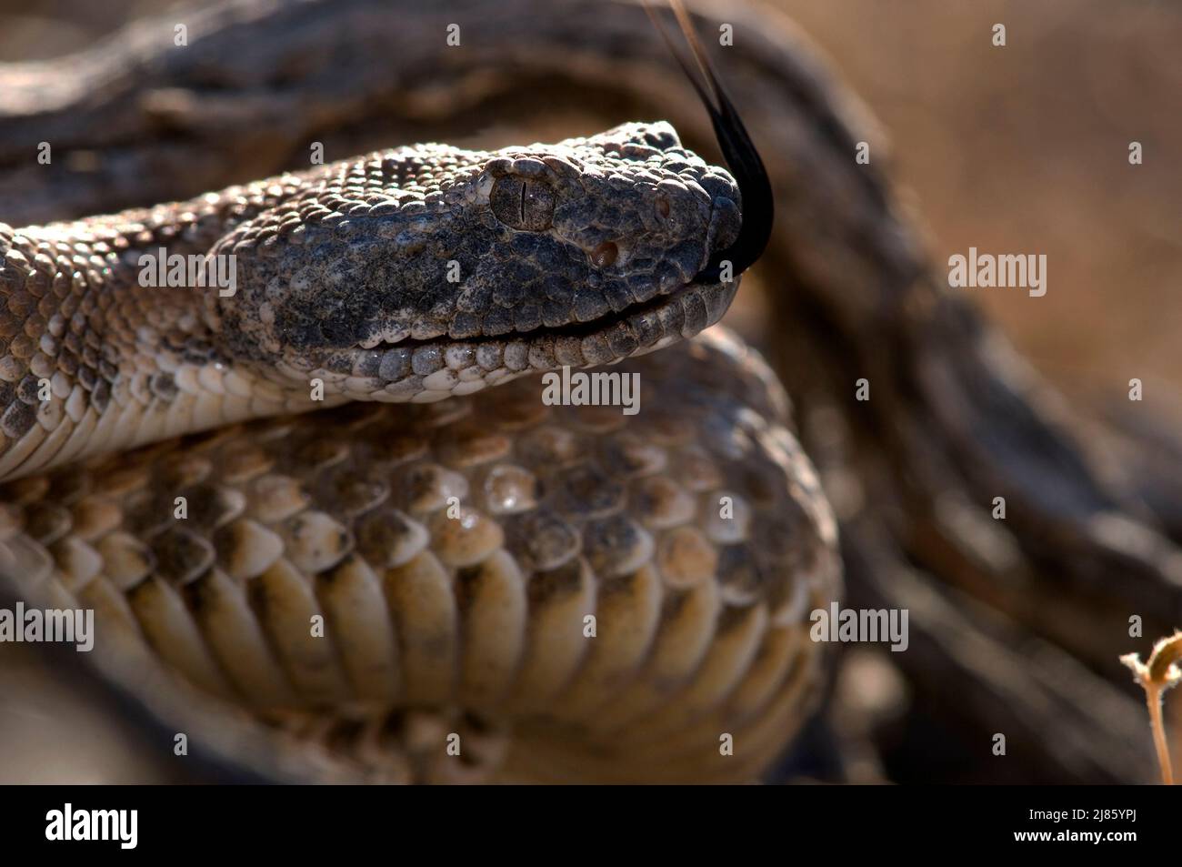 Panamint Rattlesnake Death Valley NP Panamint Range USA Stock Photo - Alamy