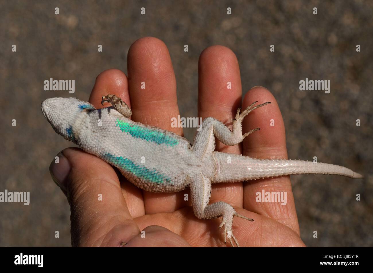 Desert Spiny Lizard on hand Death Valley NP USA Stock Photo - Alamy