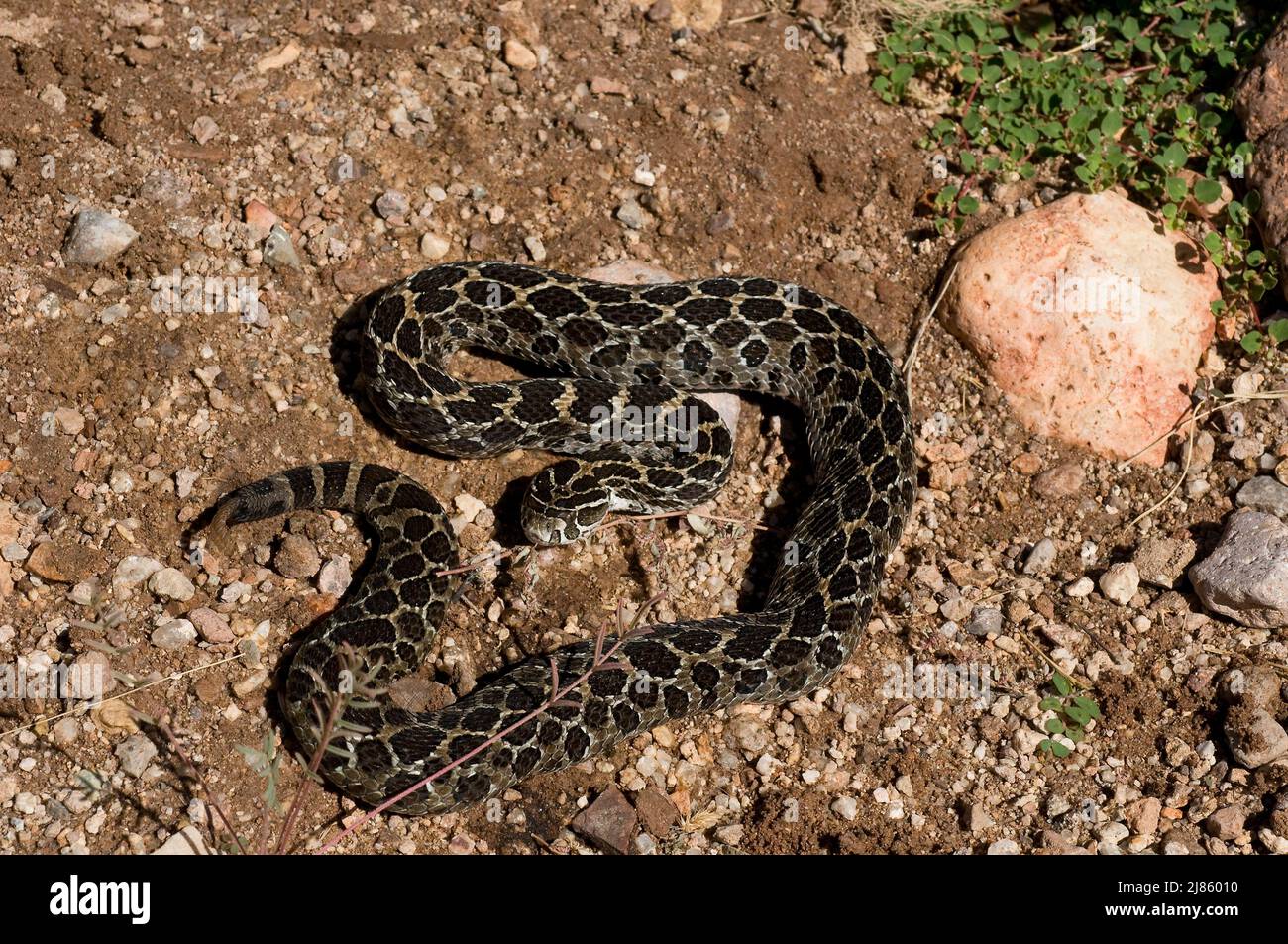 Mexican lance-headed rattlesnake Stock Photo - Alamy