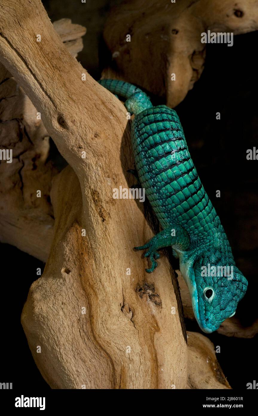 Green arboreal alligator lizard hi-res stock photography and images - Alamy