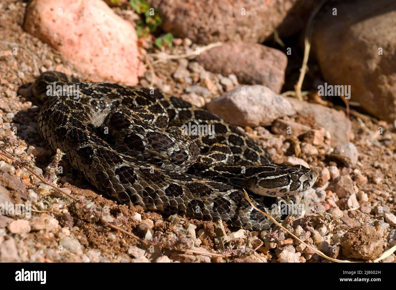Mexican lance-headed rattlesnake Stock Photo - Alamy