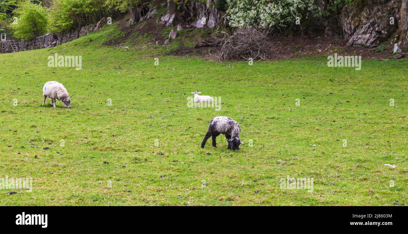 Sheep grazing in the fields at Grasmere in the Lake District,England,UK ...