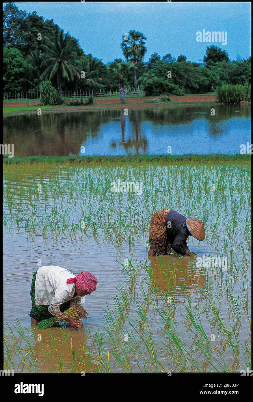 Cambodian women planting the rice fields, Siem Reap Province, Cambodia ...