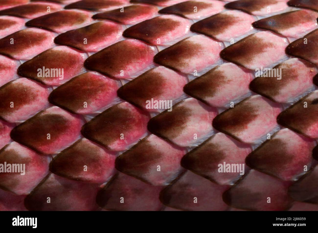 Spiny skin of Red coachwhip Desert of Arizona USA Stock Photo - Alamy