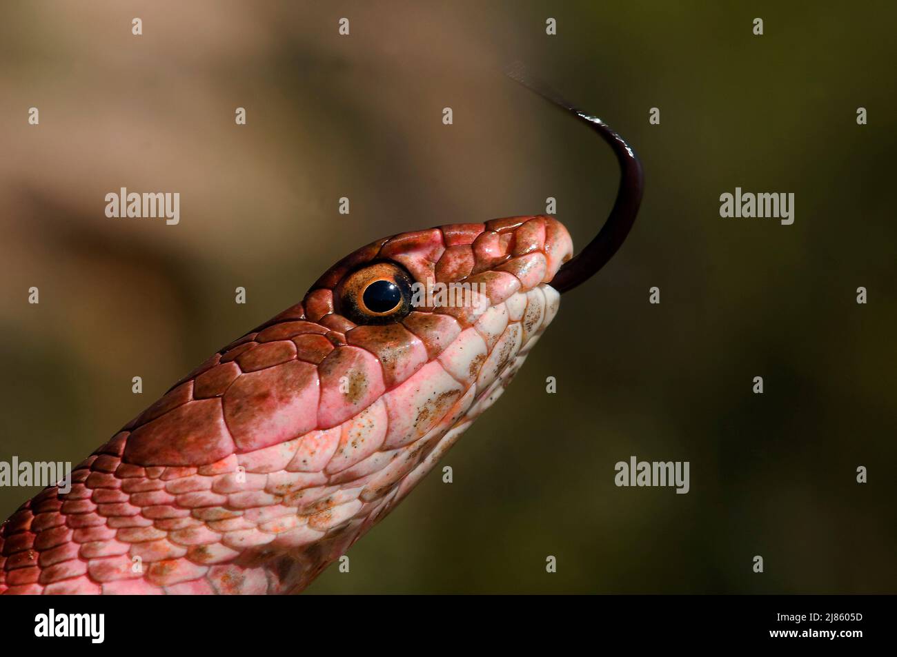 Coachwhip snake hi-res stock photography and images - Alamy