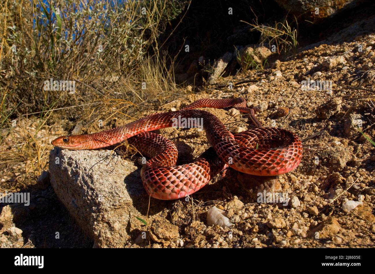 Red coachwhip crawling through the desert of Arizona USA Stock Photo ...
