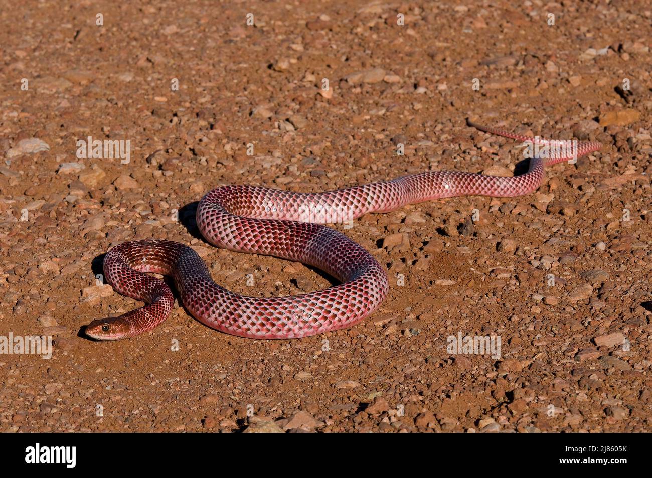 Western coachwhip snake hi-res stock photography and images - Alamy
