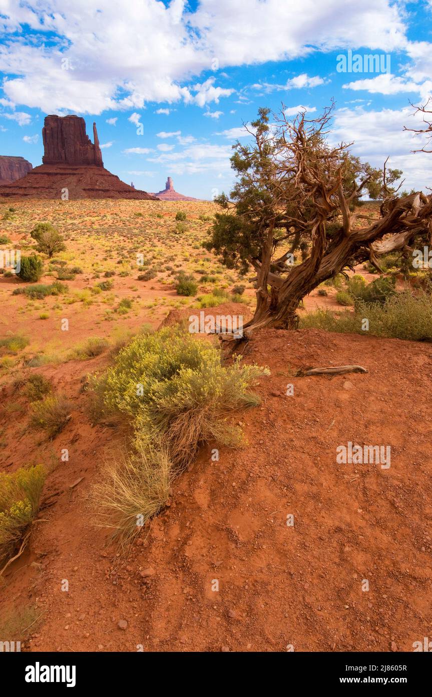 Utah Juniper and desert Monument Valley USA Stock Photo - Alamy