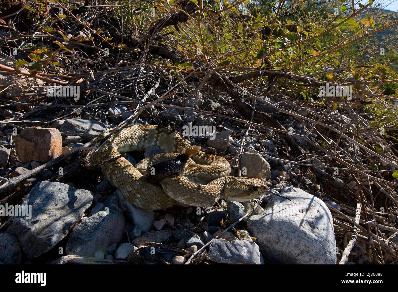 Northern black-tailed rattlesnake on rock New Mexico USA Stock Photo ...