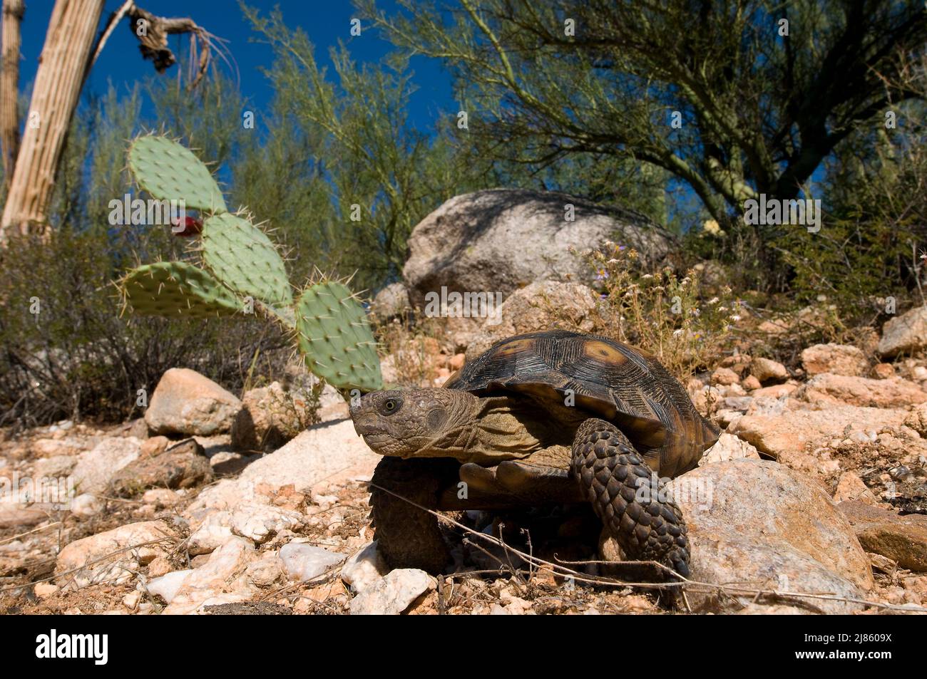 Desert tortoise and Cactus Santa Catalina mountains Arizona Stock Photo ...