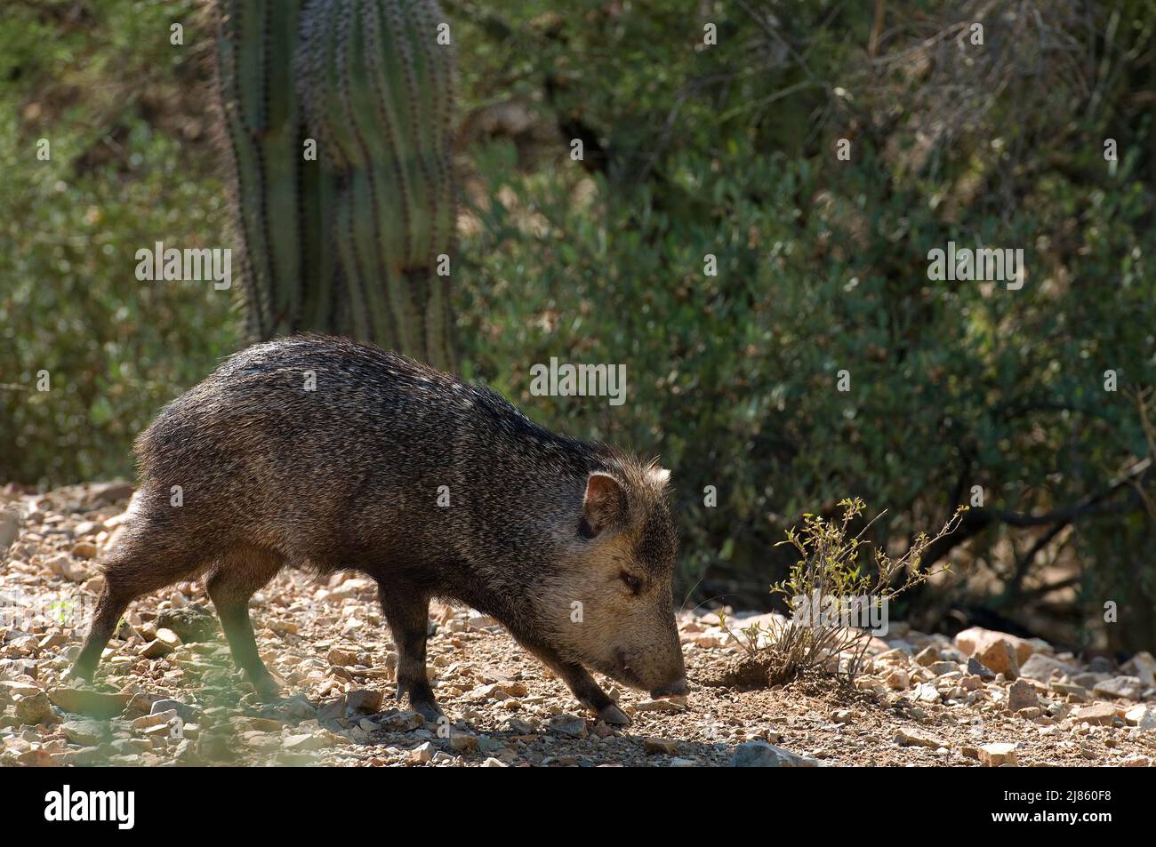 Collared peccary before a Cactus Sonoran desert Arizona USA Stock Photo ...