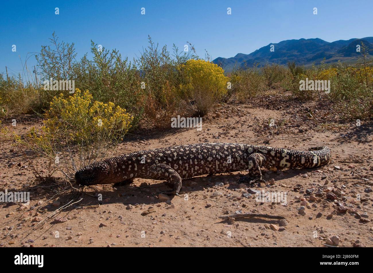Beaded Lizard Desert Sonora Mexico Stock Photo - Alamy