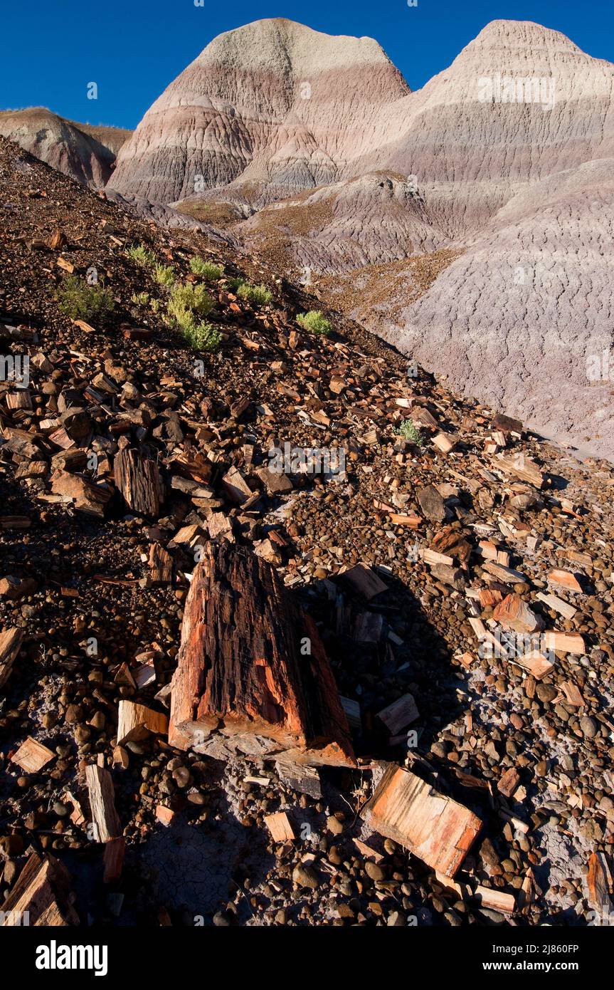 Fossilized wood in Badlands Petrified Forest NP Arizona USA Stock Photo ...