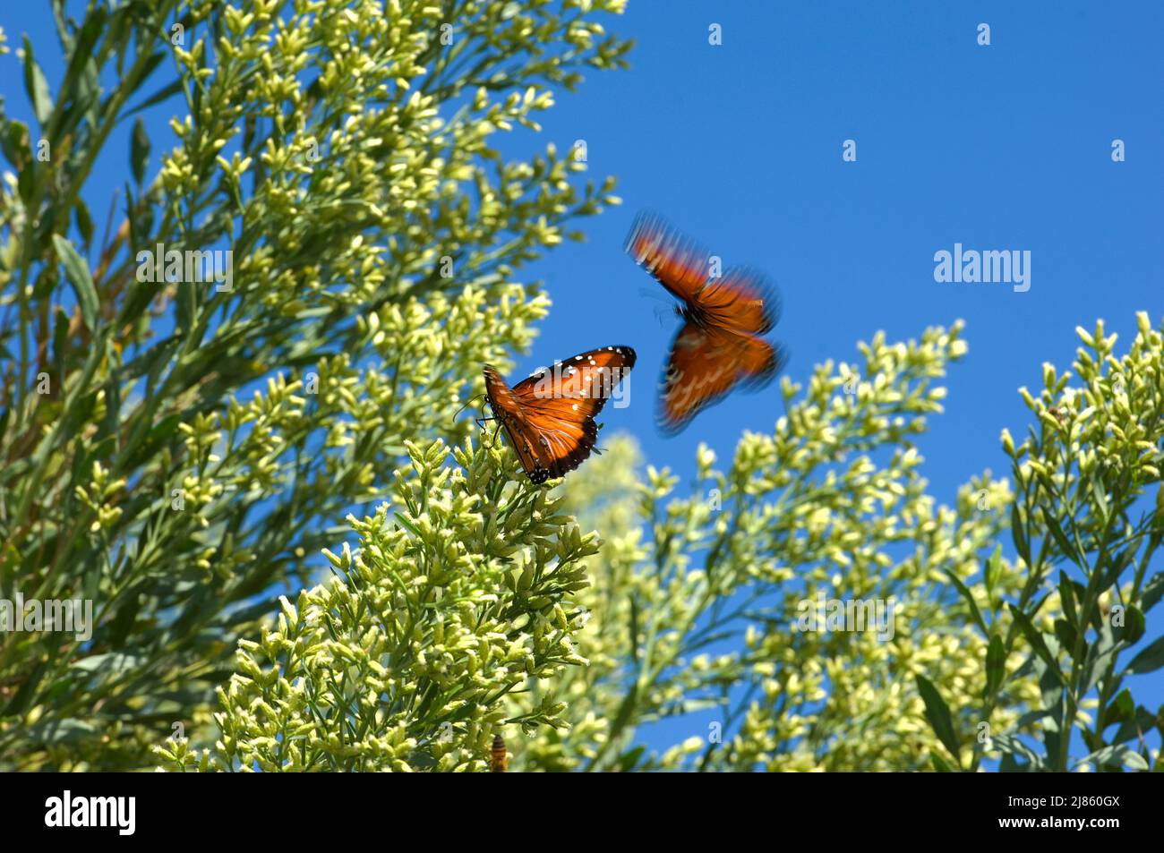 Monarchs in flight over flowers White Sands NM USA Stock Photo - Alamy