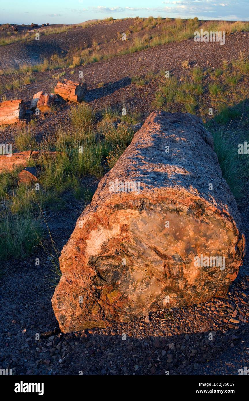 Fossilized trunk Petrified Forest NP Arizona USA Stock Photo - Alamy