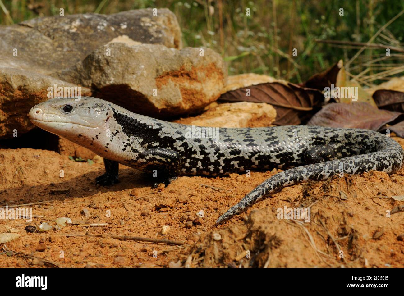 Giant bluetongue skink tiliqua gigas hi-res stock photography and images - Alamy