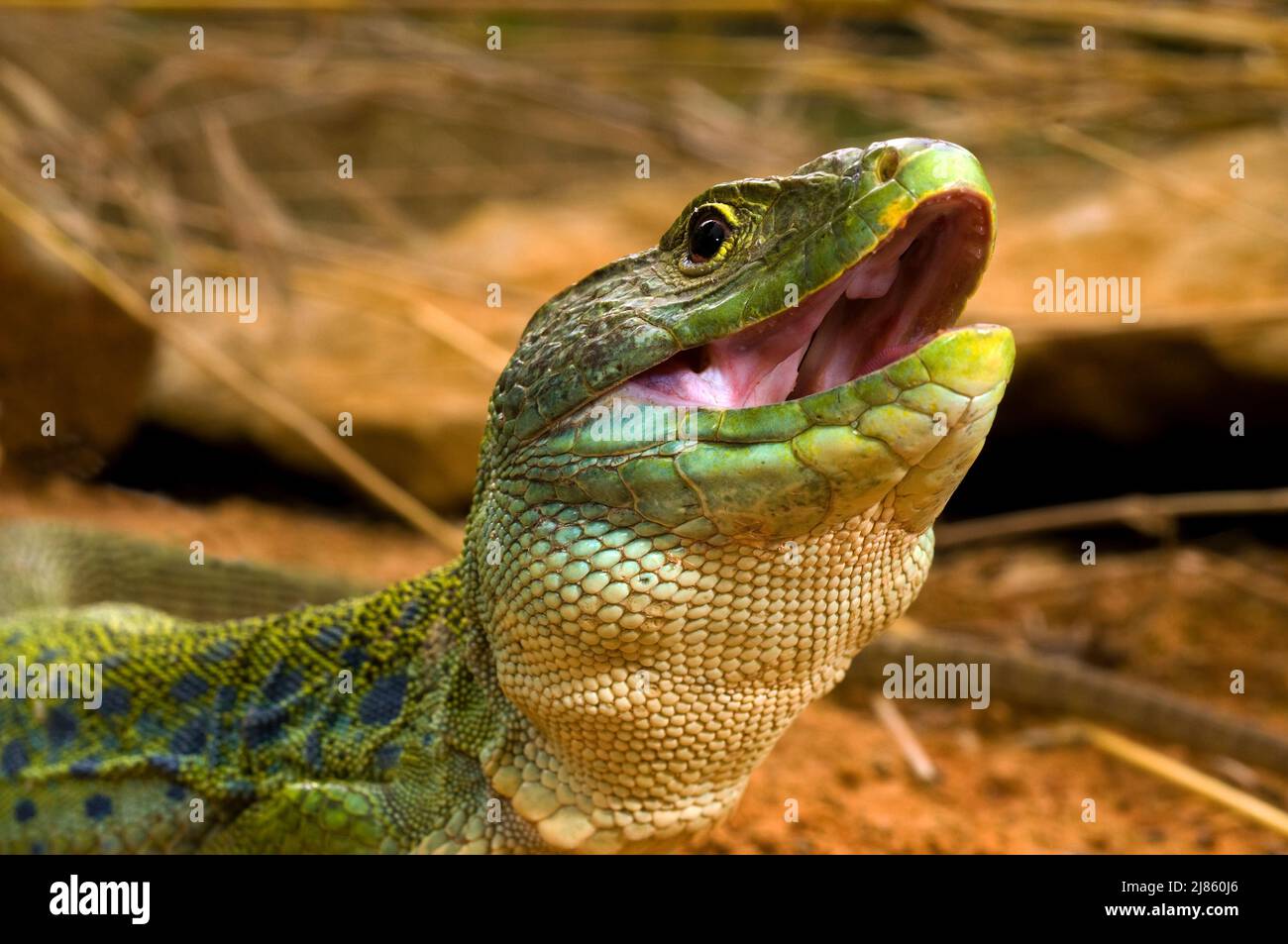 Portrait of Ocellated Lizard male France Stock Photo - Alamy