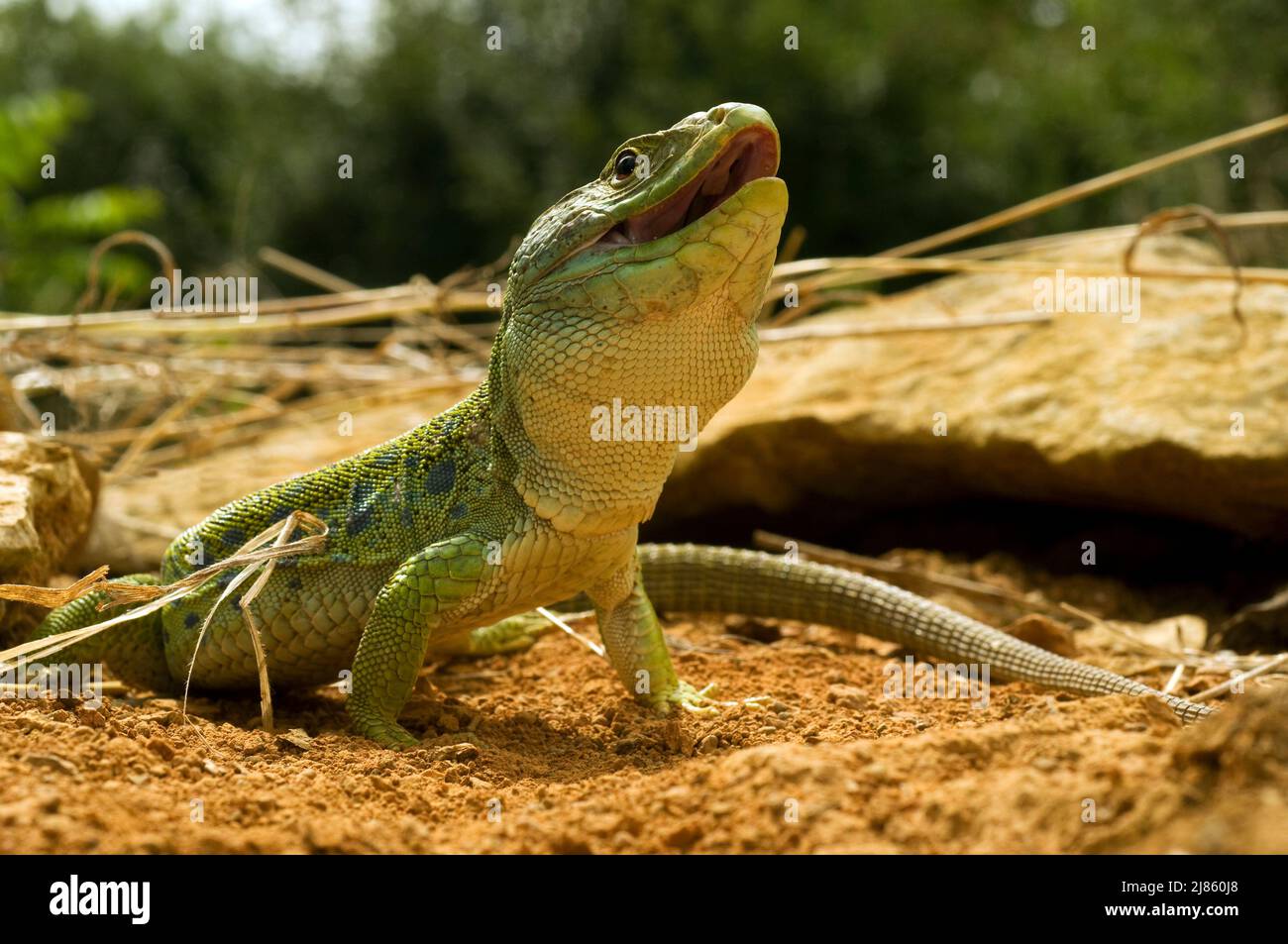 Portrait of Ocellated Lizard male France Stock Photo - Alamy