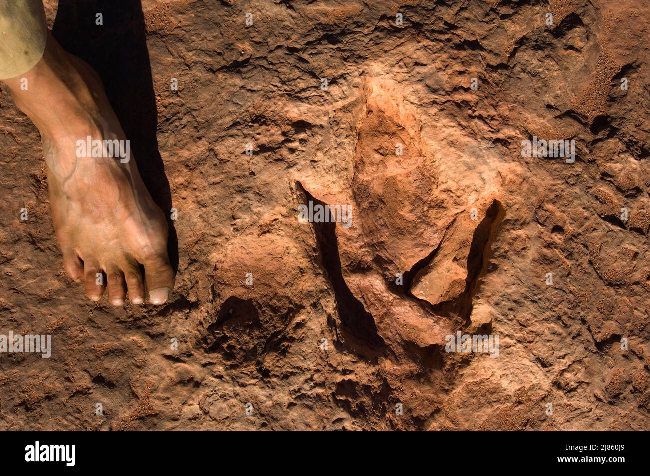 Foot and Theropod Dinosaur footprint Arizona USA Stock Photo - Alamy