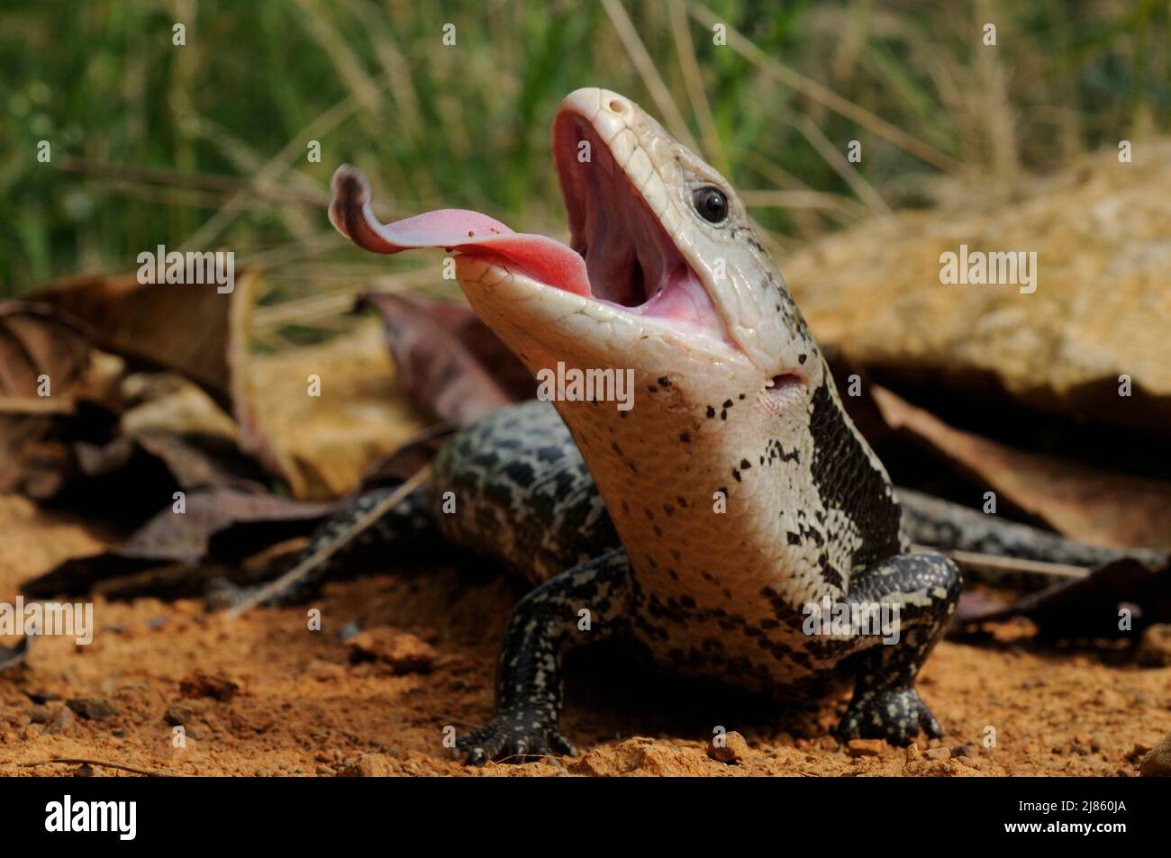 Portrait of Indonesian blue-tongued skink Stock Photo - Alamy