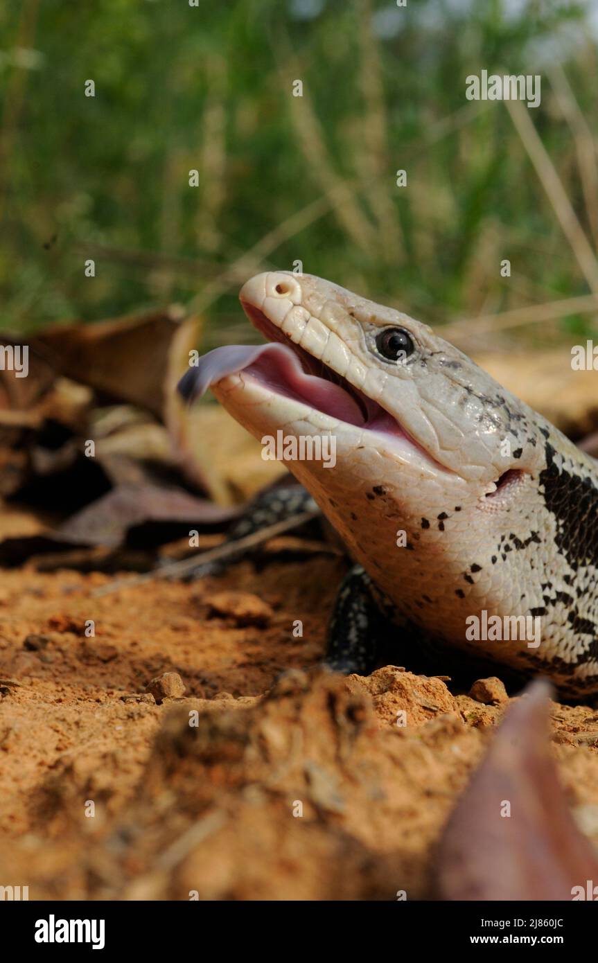 Portrait of Indonesian blue-tongued skink Stock Photo - Alamy