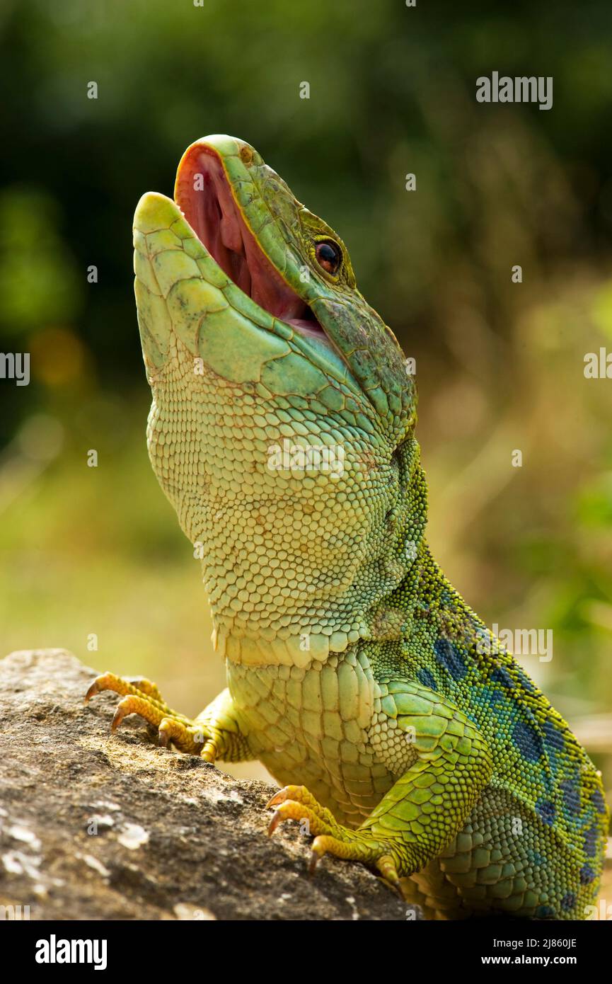 Portrait of Ocellated Lizard male France Stock Photo - Alamy