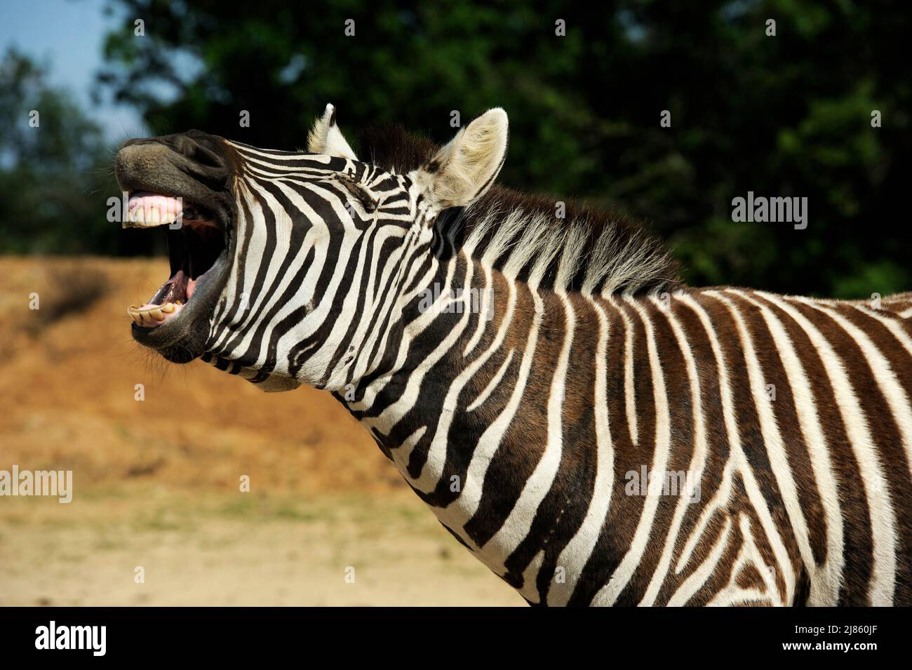 Grant's Zebra crying Stock Photo - Alamy