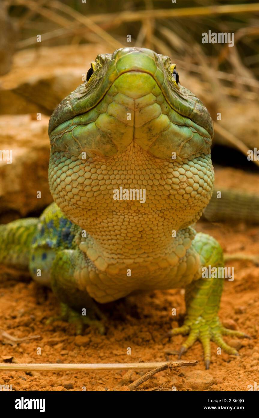 Portrait of Ocellated Lizard male France Stock Photo - Alamy