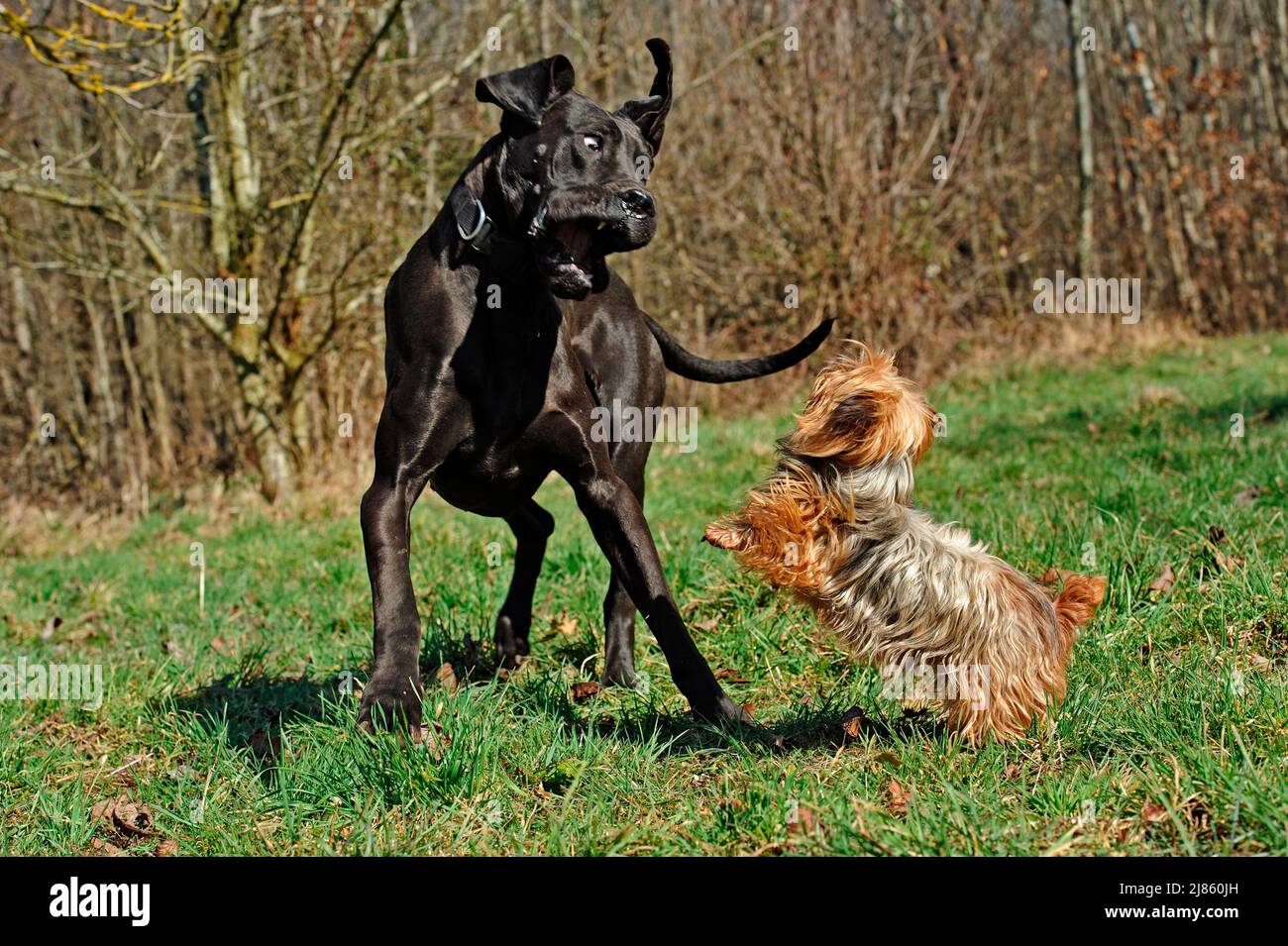 Great Dane and Yorkshire Terrier Stock Photo - Alamy