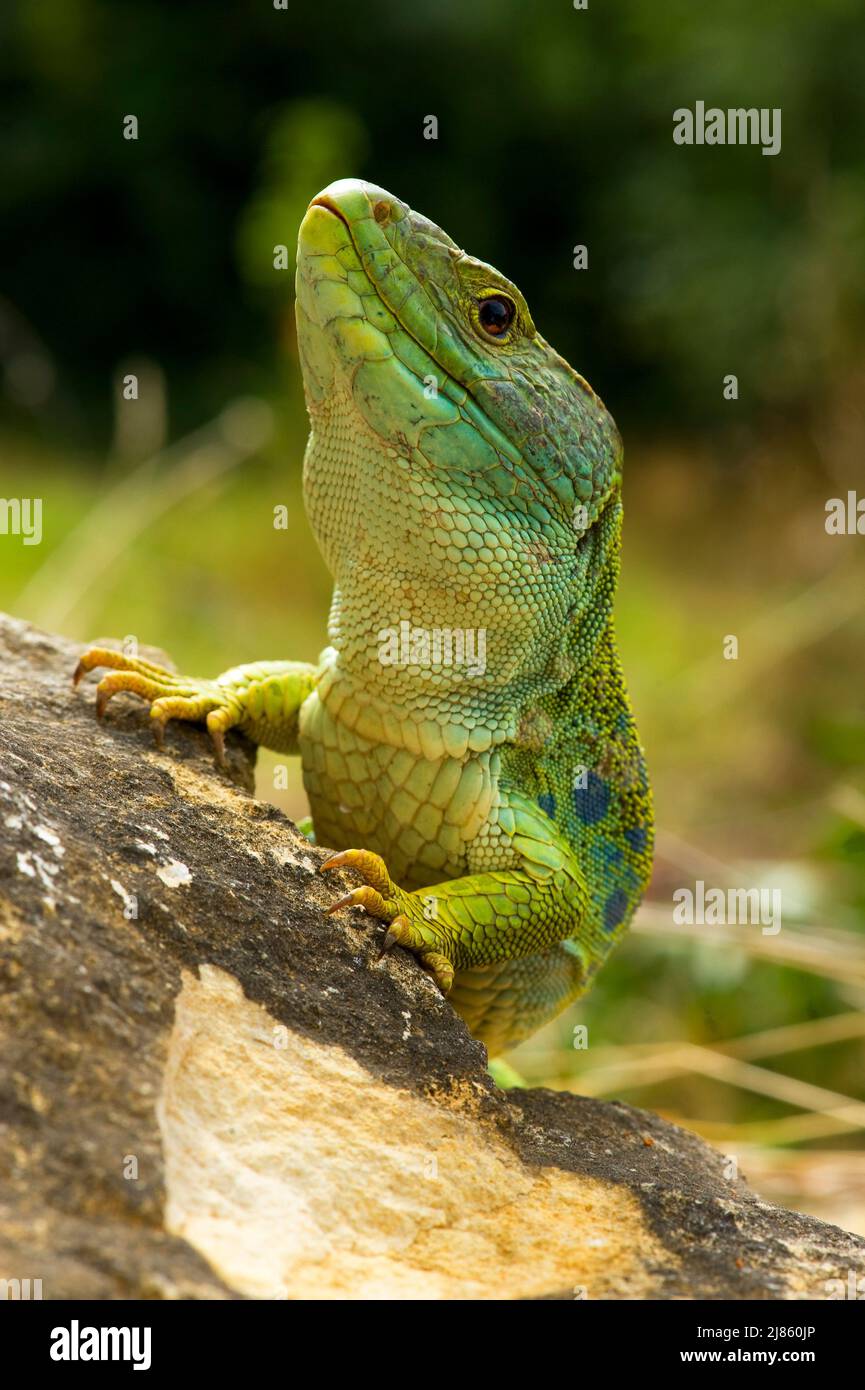 Portrait of Ocellated Lizard male France Stock Photo - Alamy