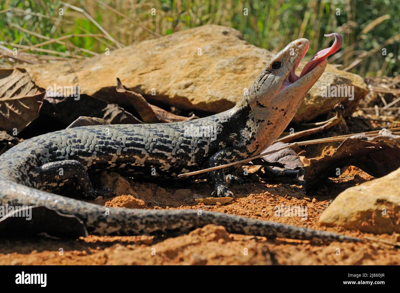 Indonesian blue-tongued skink Stock Photo - Alamy