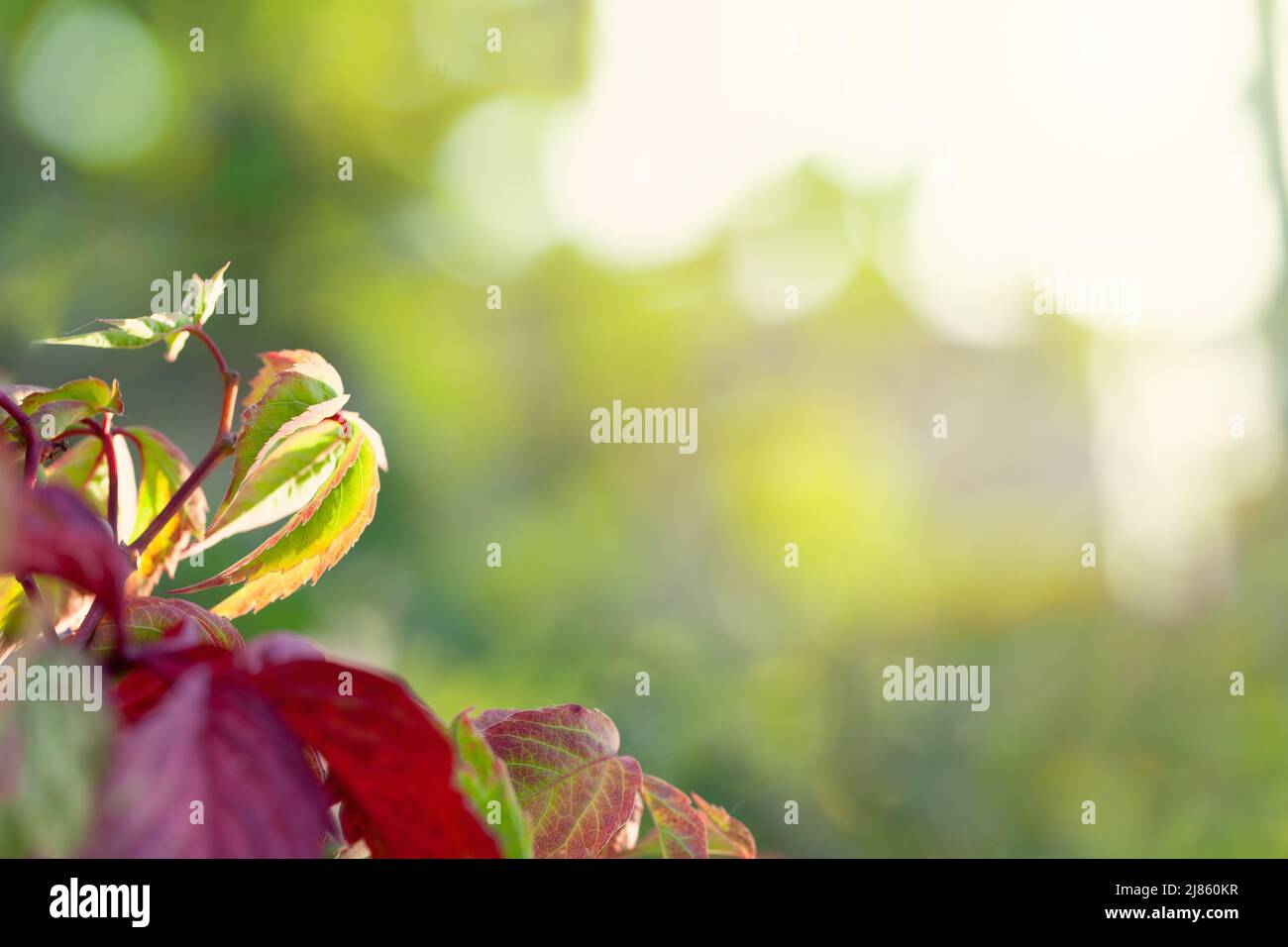 Abstract red leaves on blurred greenery foliage background Stock Photo ...