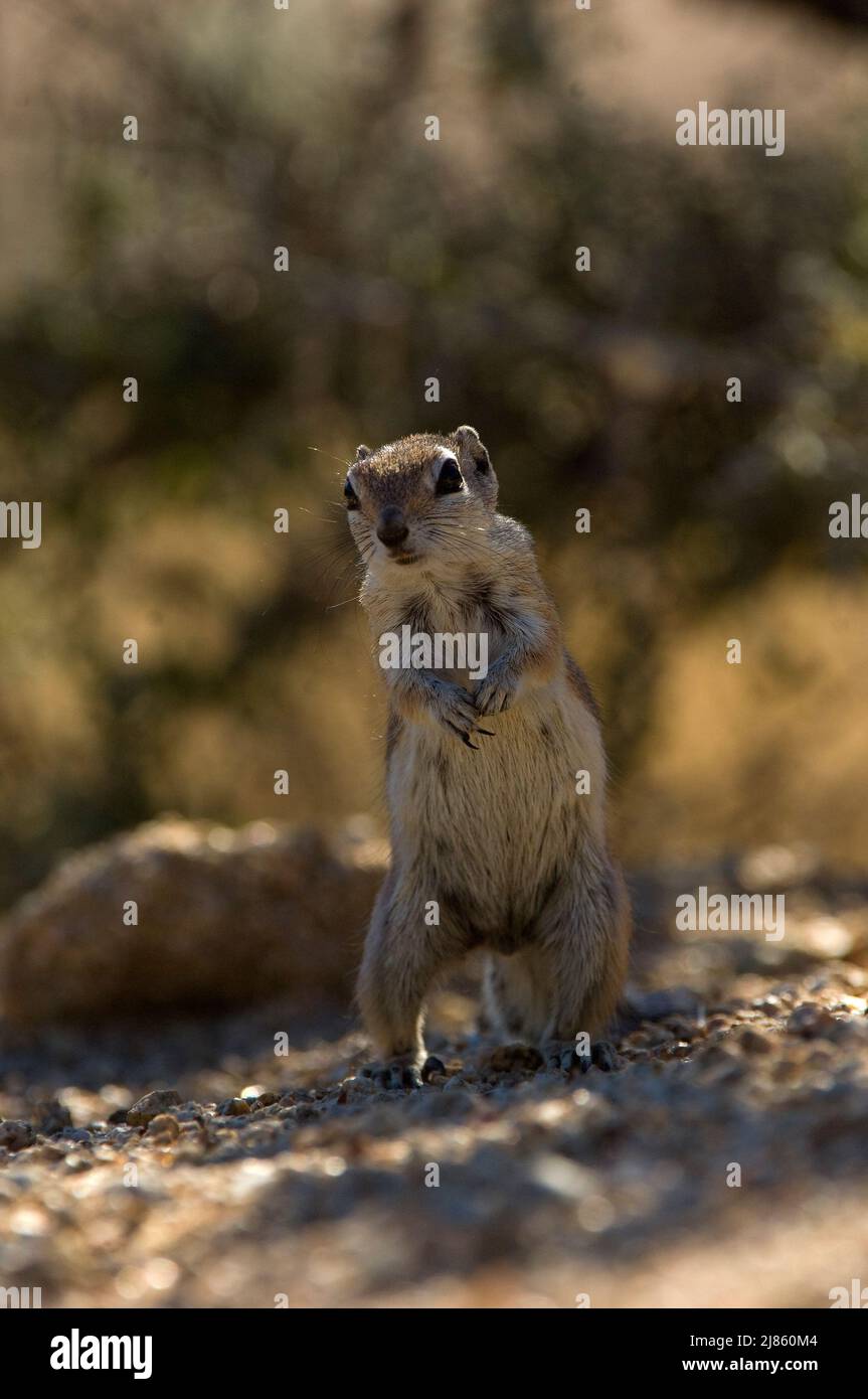 Whitetail antelope squirrel Joshua's Tree NP California USA Stock Photo ...
