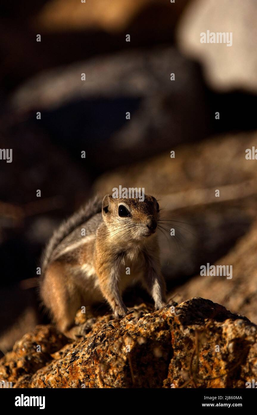 Whitetail antelope squirrel Joshua's Tree NP California USA Stock Photo ...