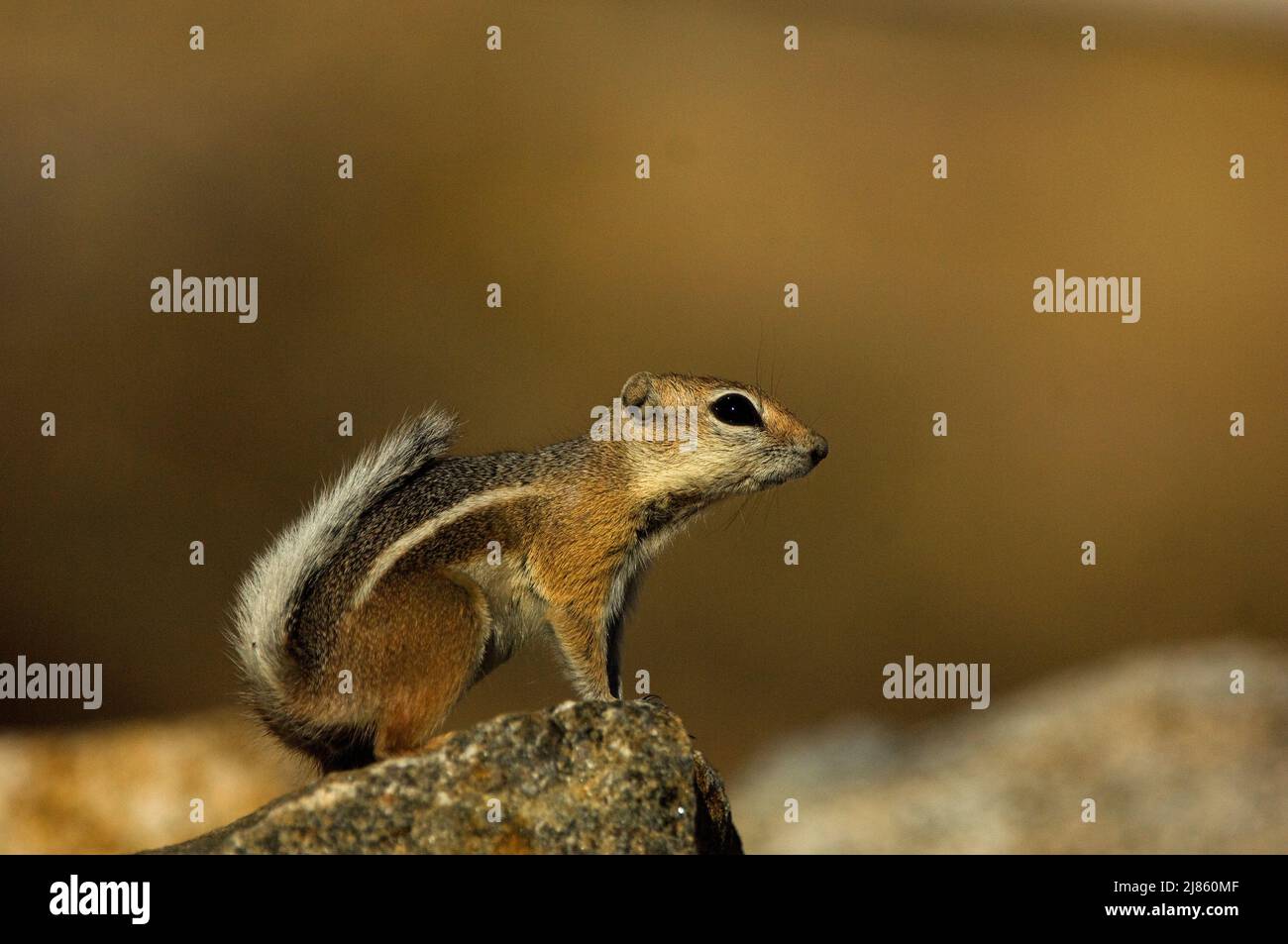 Whitetail antelope squirrel Joshua's Tree NP California USA Stock Photo ...