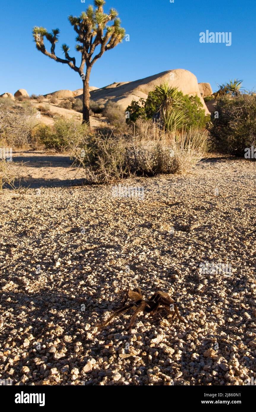Bird Spider male Joshua's Tree National Monument Californie Stock Photo ...