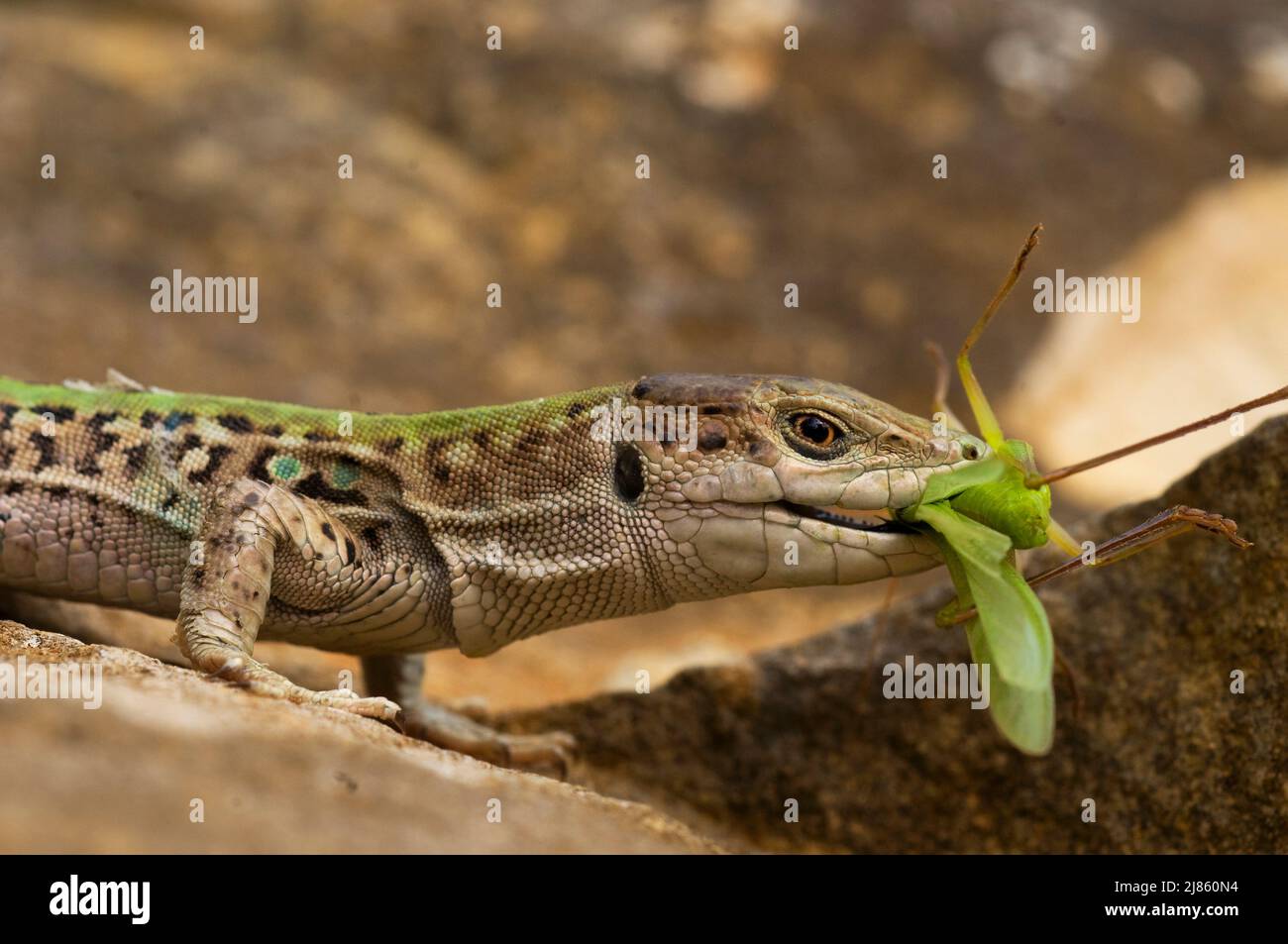 IItalian wall Lizard male eating a grasshopper France Stock Photo - Alamy