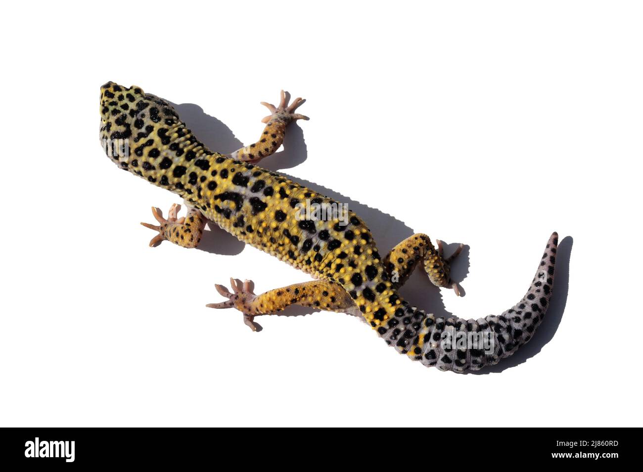 Common Leopard Gecko walking in studio ; Native of Pakistan Stock Photo ...