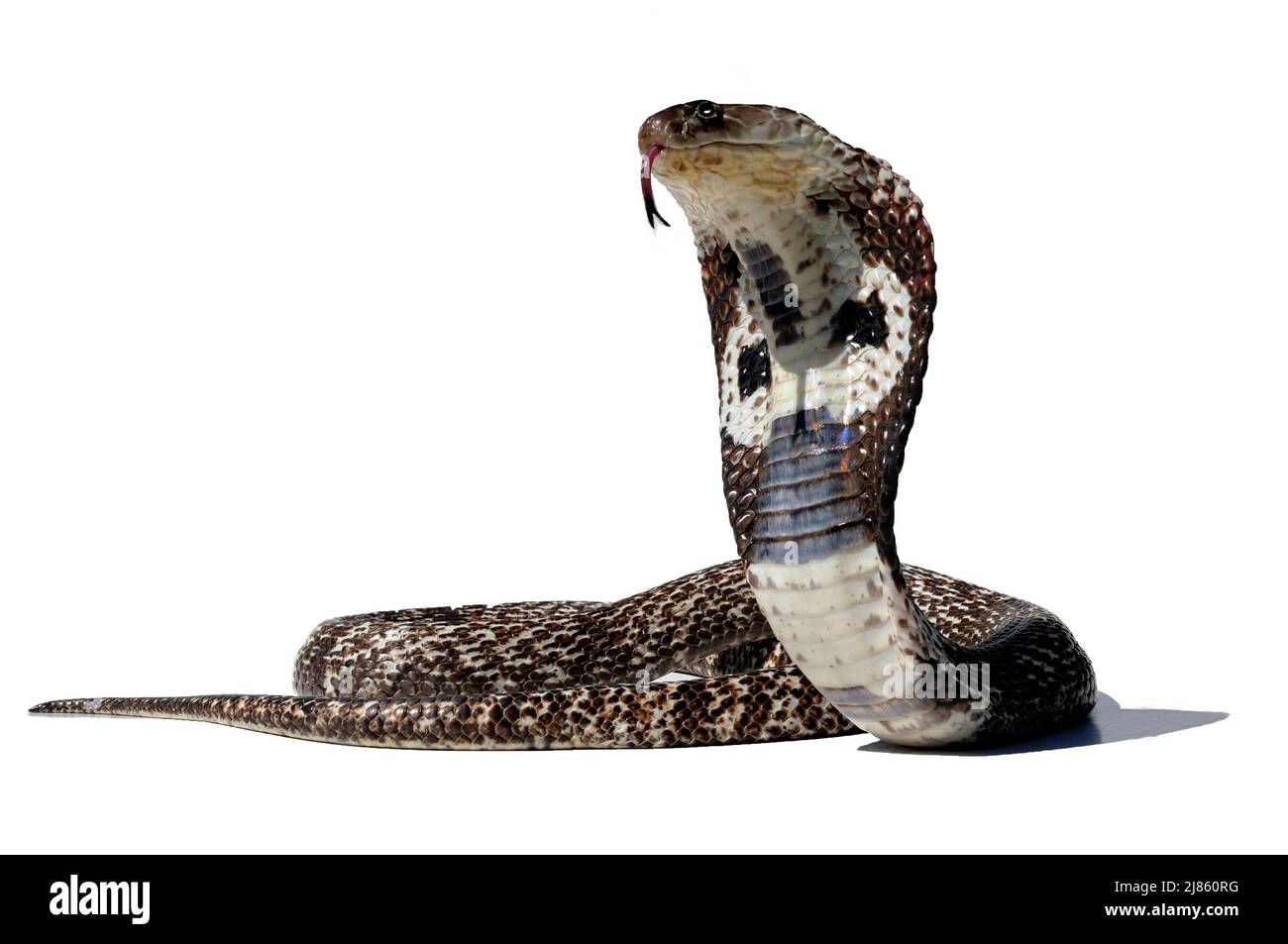 Indian Cobra in studio ; Native of India and Pakistan Stock Photo - Alamy