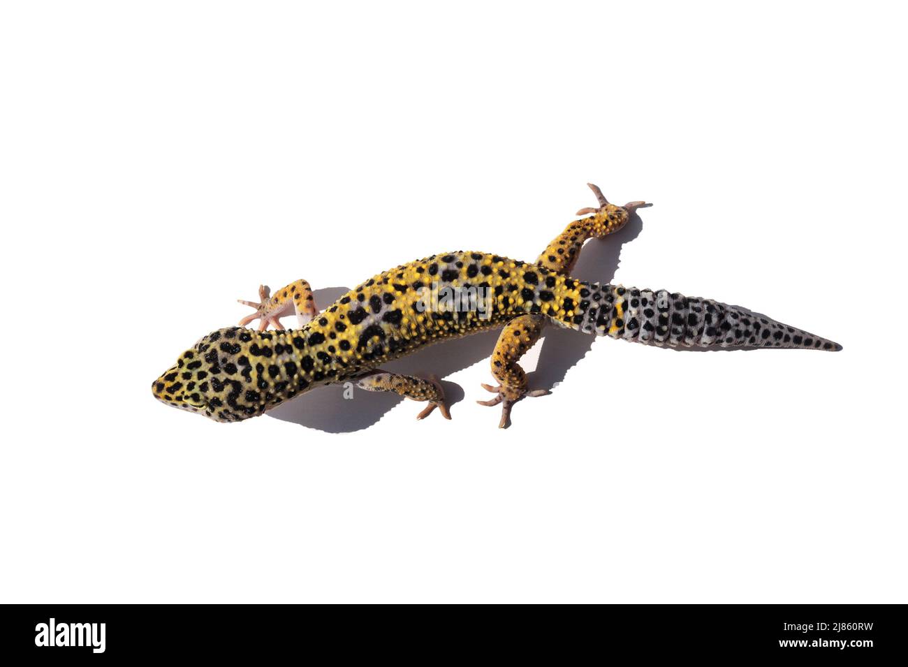 Common Leopard Gecko walking in studio ; Native of Pakistan Stock Photo ...