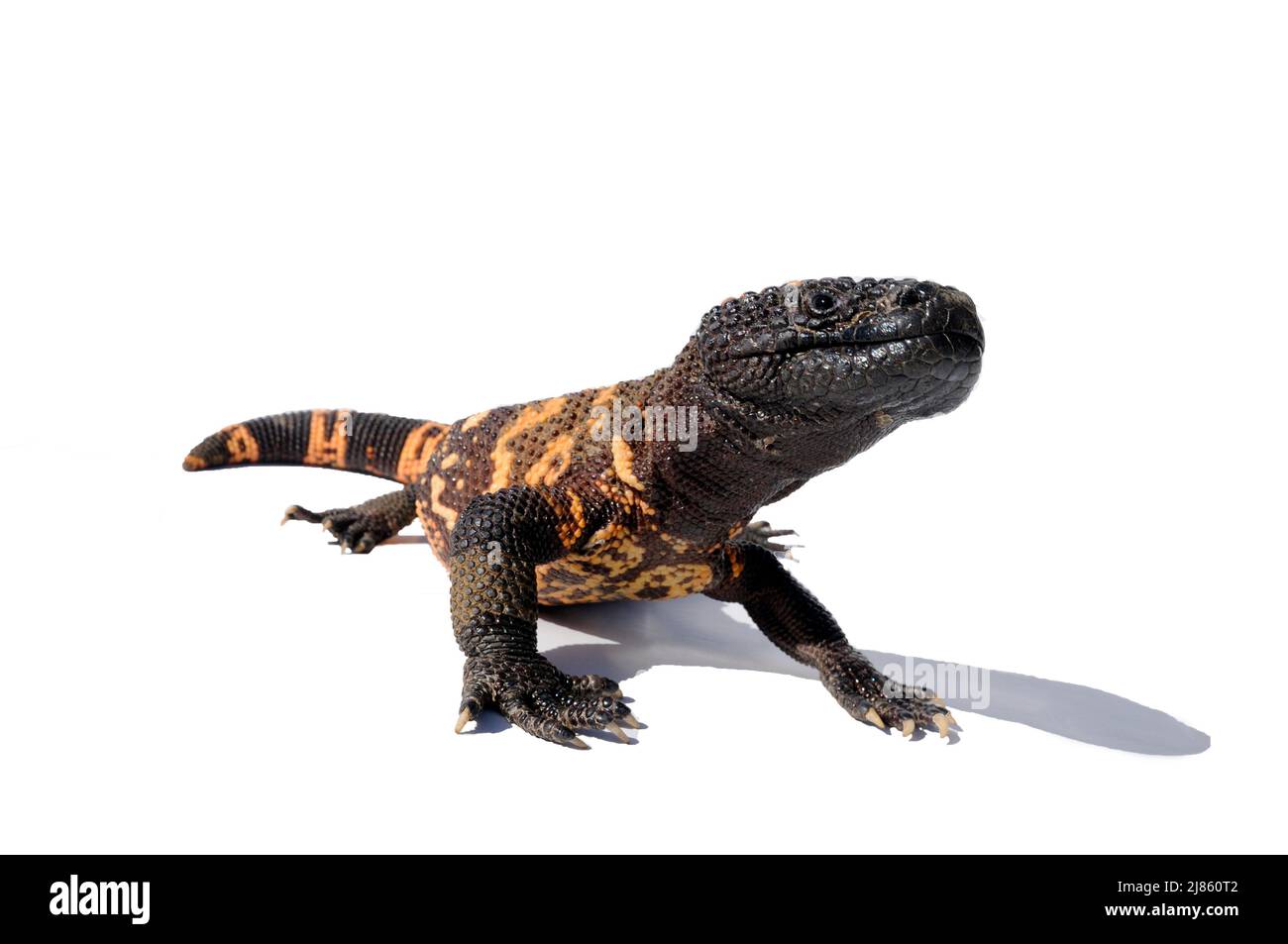 Arizona lizard Cut Out Stock Images & Pictures - Alamy