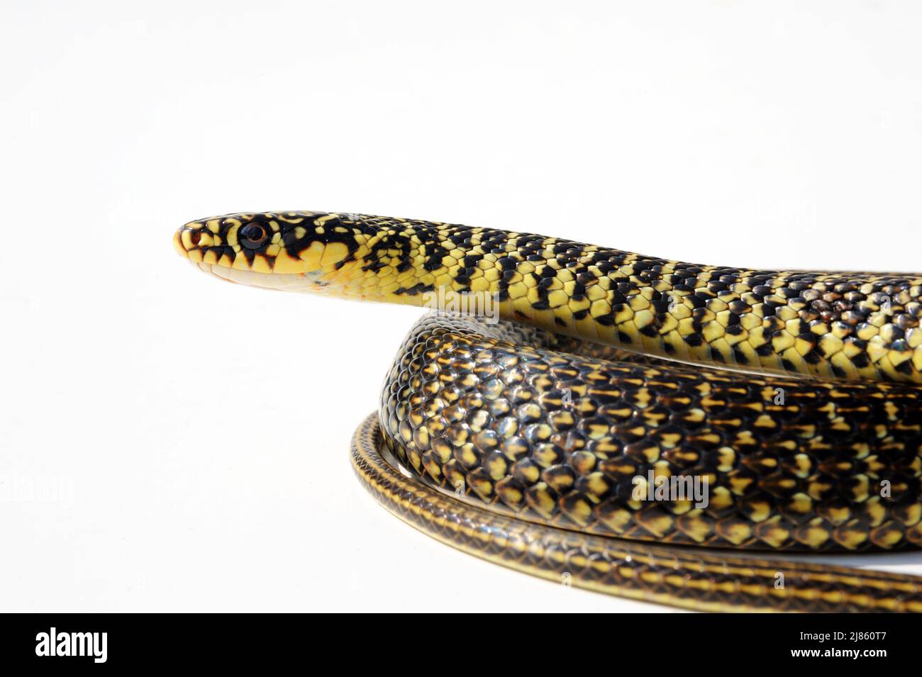 Green whip snakes hi-res stock photography and images - Alamy