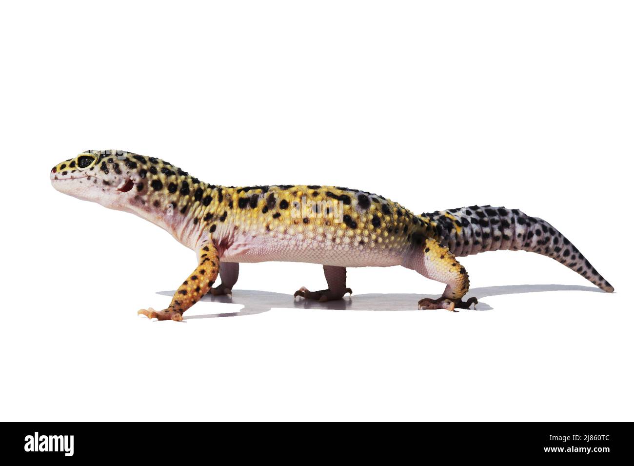 Common Leopard Gecko in studio ; Native of Pakistan Stock Photo - Alamy