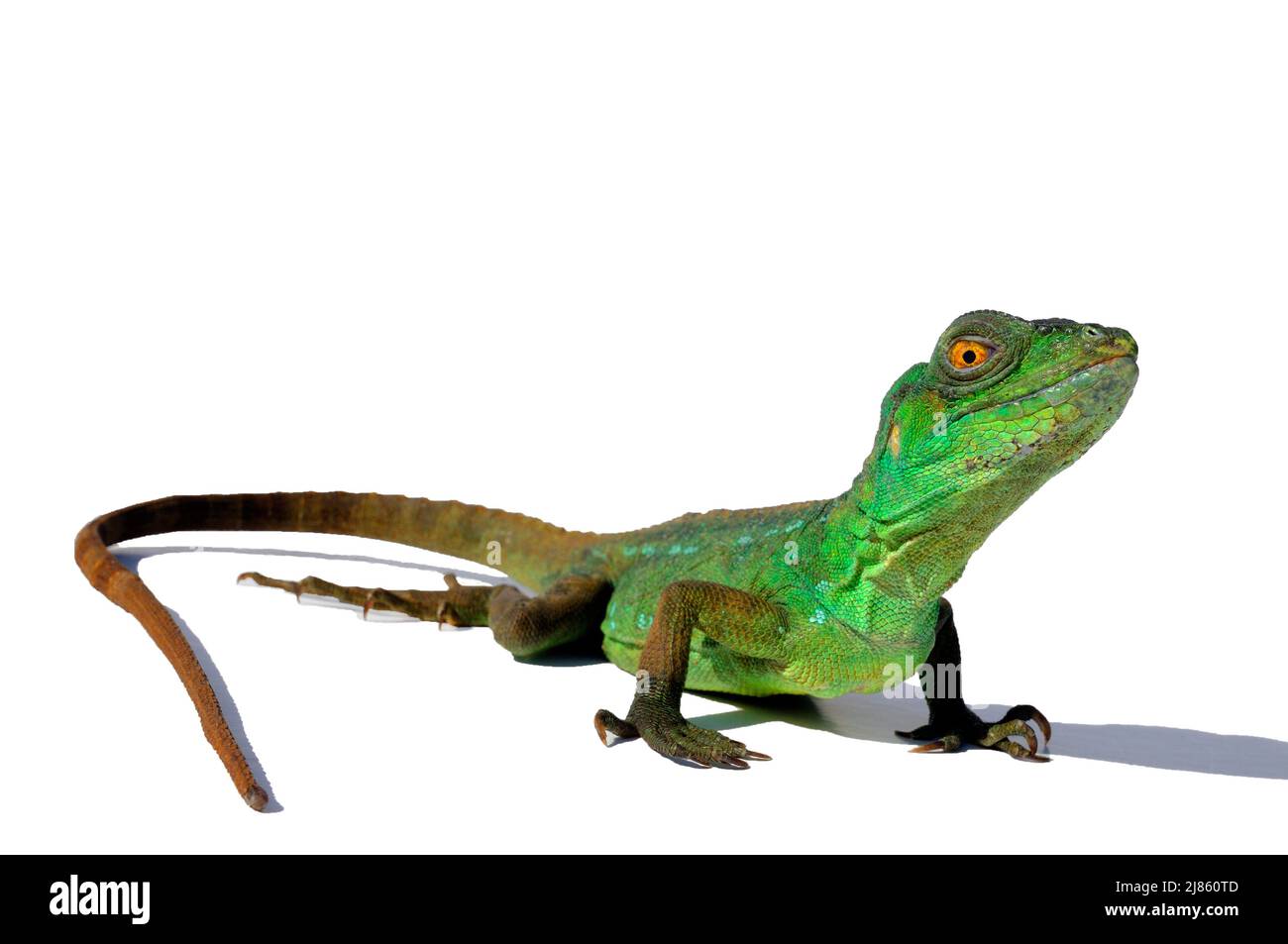 Green Basilisk female studio ; Native of Central America Stock Photo ...