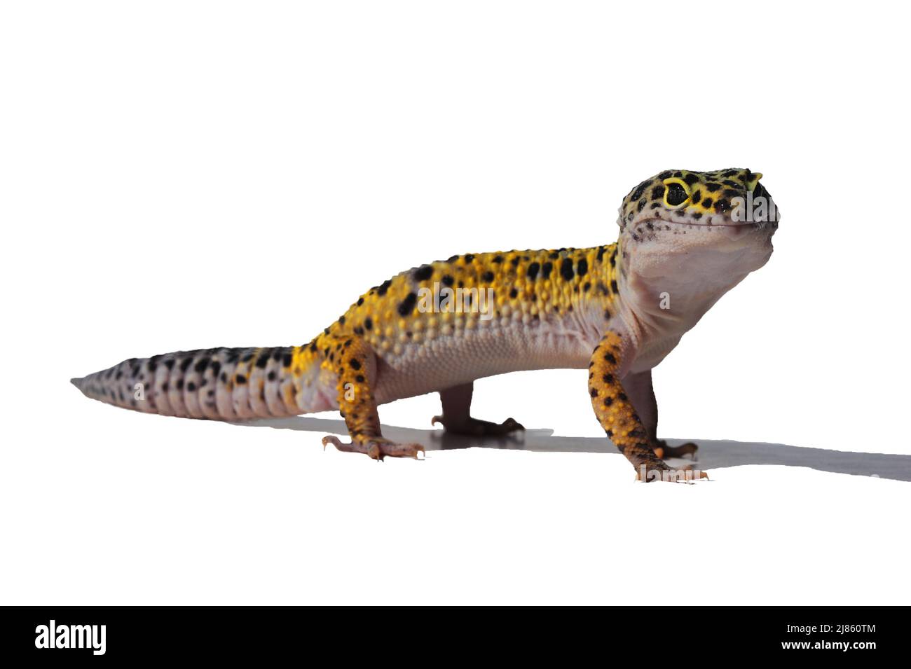 Common Leopard Gecko in studio ; Native of Pakistan Stock Photo - Alamy