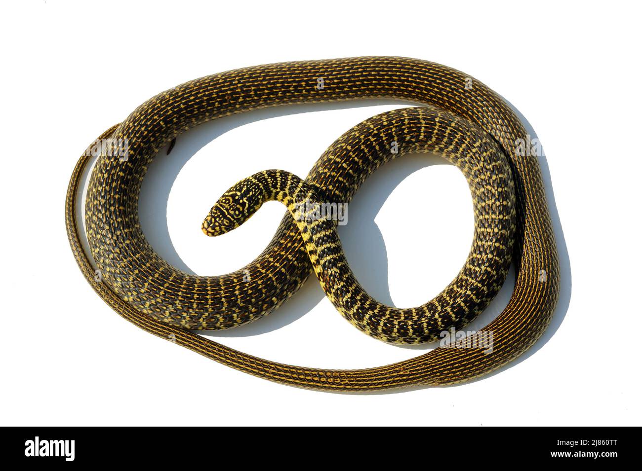 Green whip snake in studio ; Native of Poitou France Stock Photo - Alamy